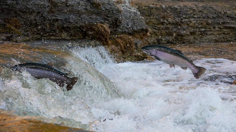 Lax drag – så fångar du lax bäst – fishfisk.se